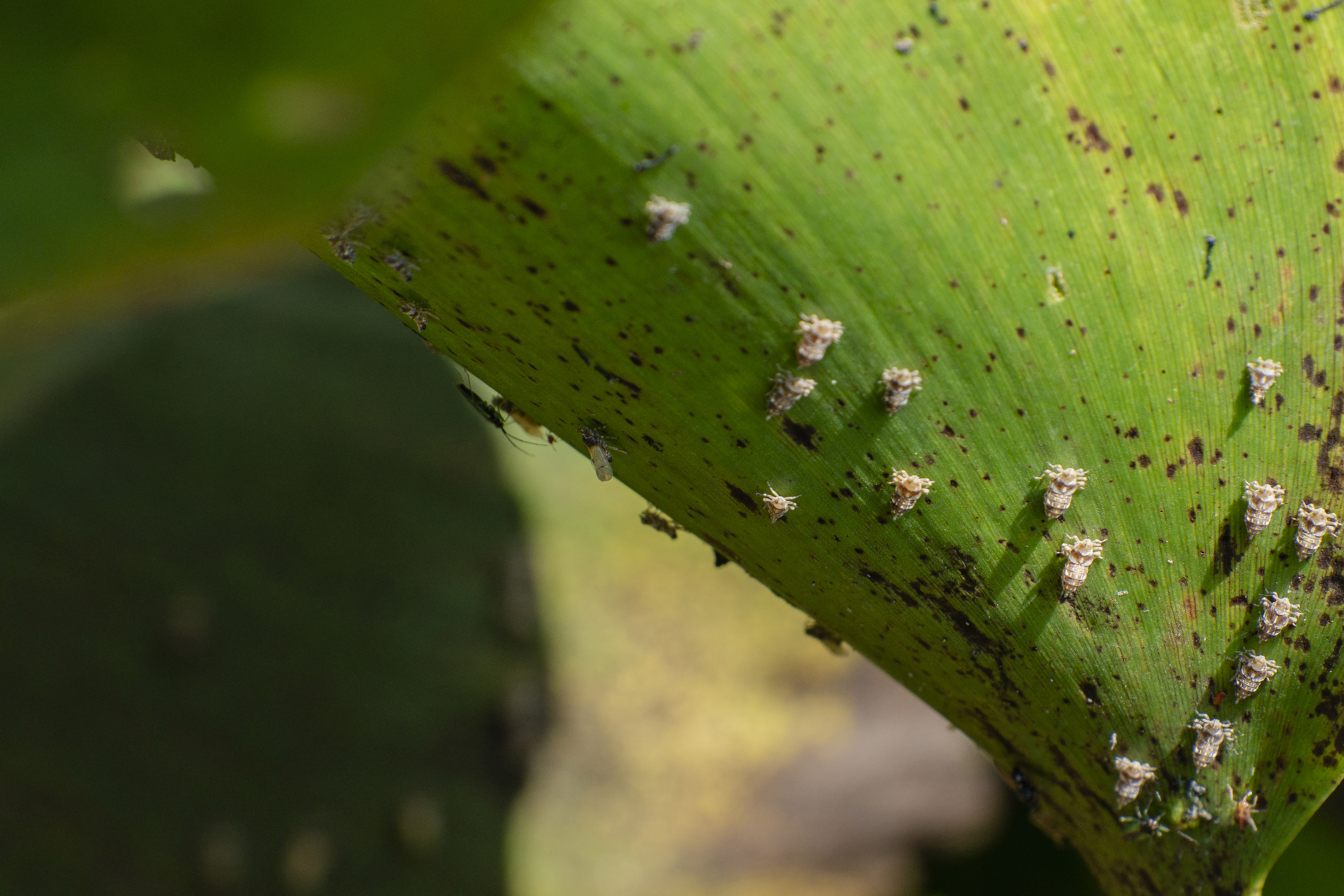 A billion tiny insects are getting the better of the Hartbeespoort ...