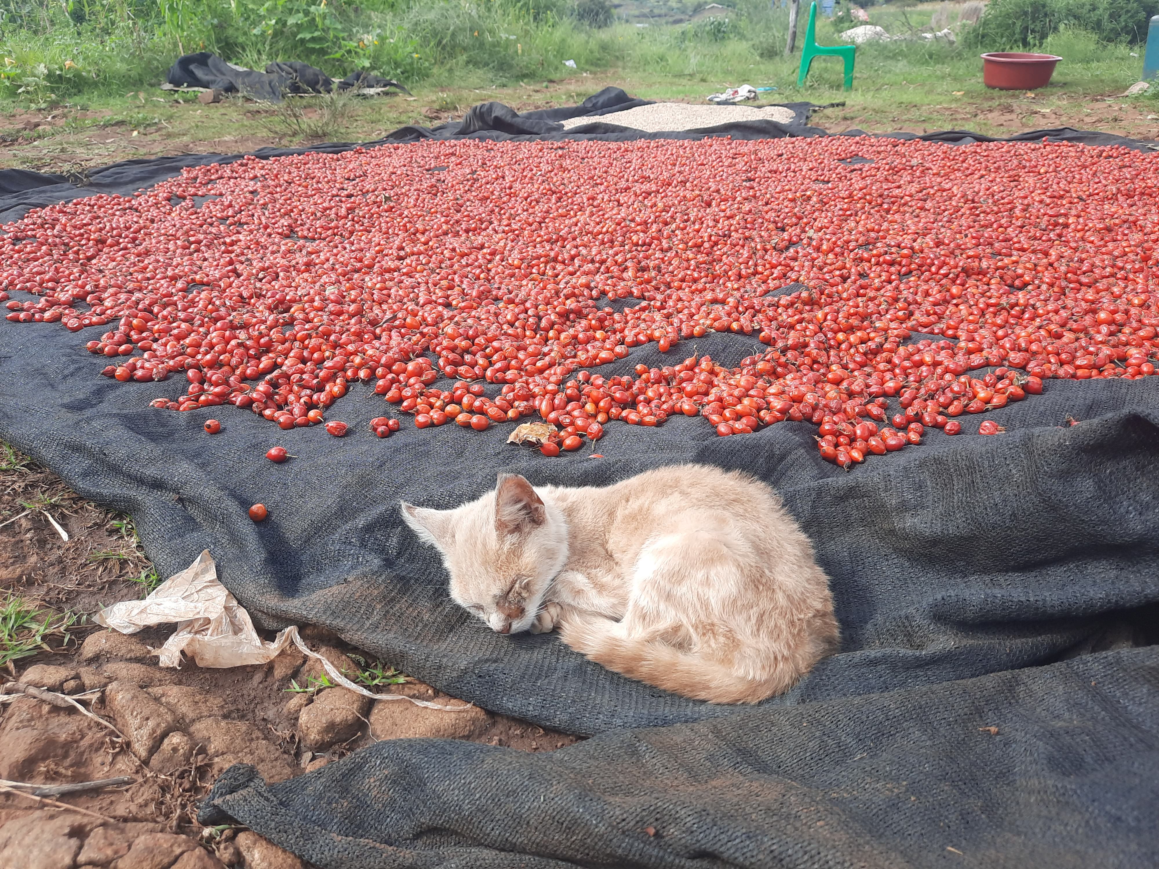 The thorny truth of Lesotho’s rosehip industry - MNNCIJ