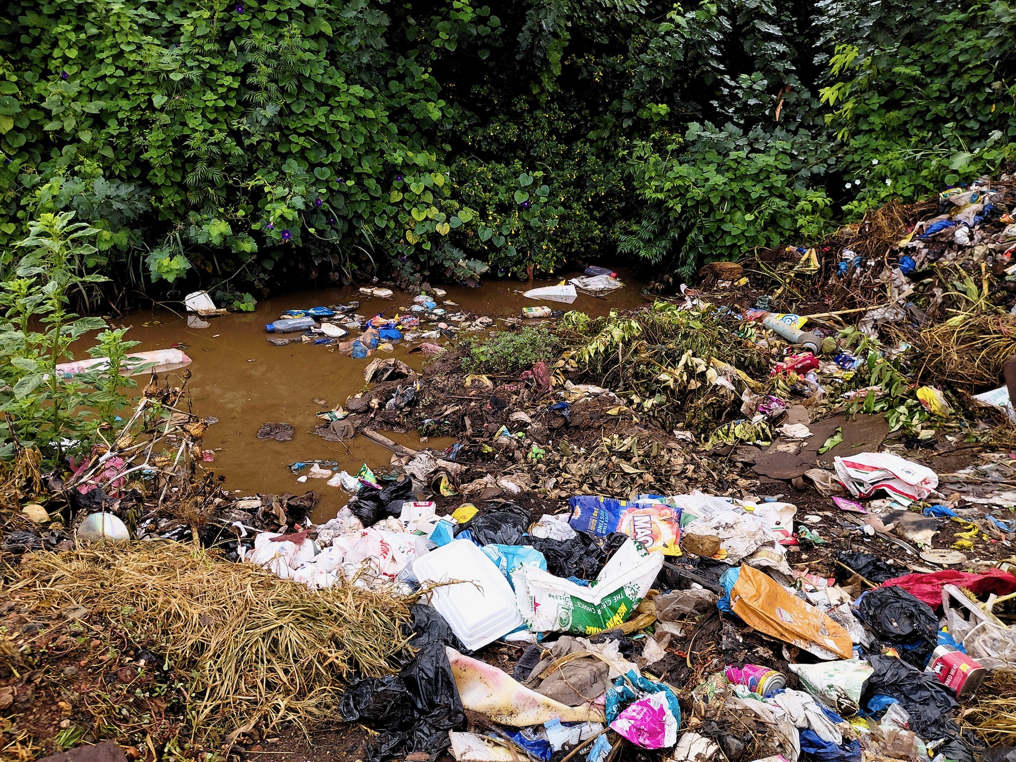 Pollution is killing Gauteng’s fresh water sources | GroundUp